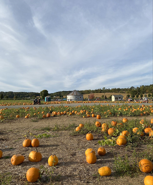 Safe fall fun - The Brown and White